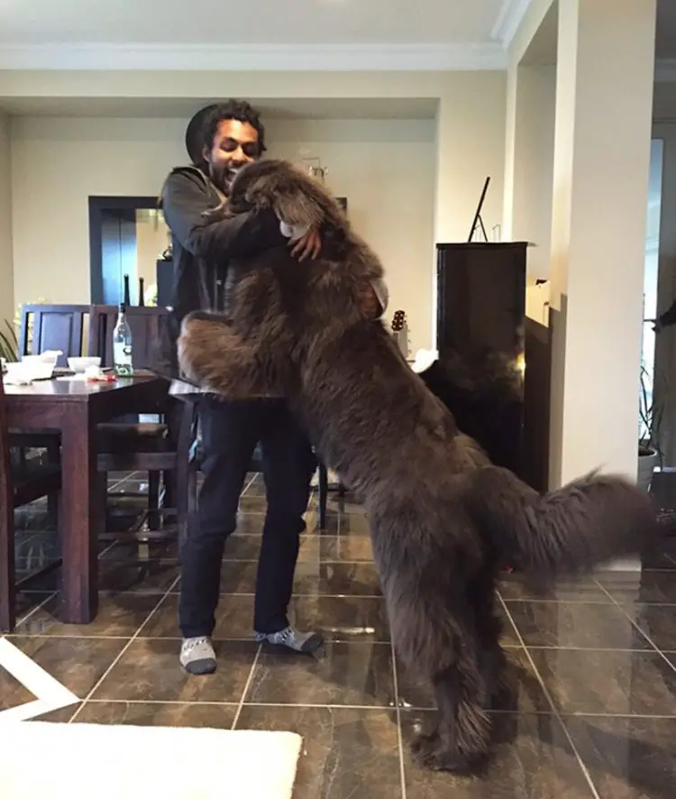 Cei mai mari câini din lume