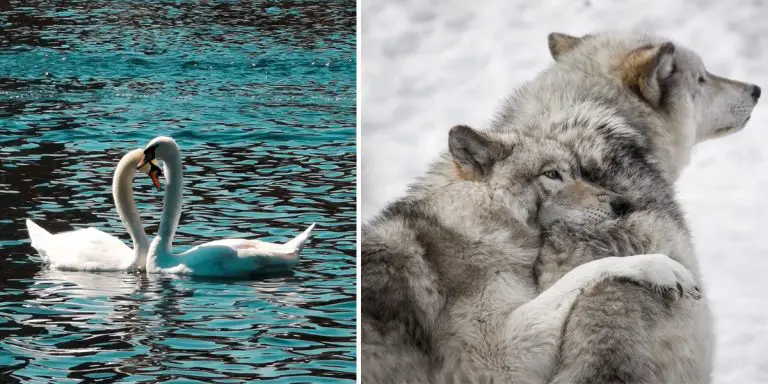 10 specii de animale monogame care formează cupluri pe viață