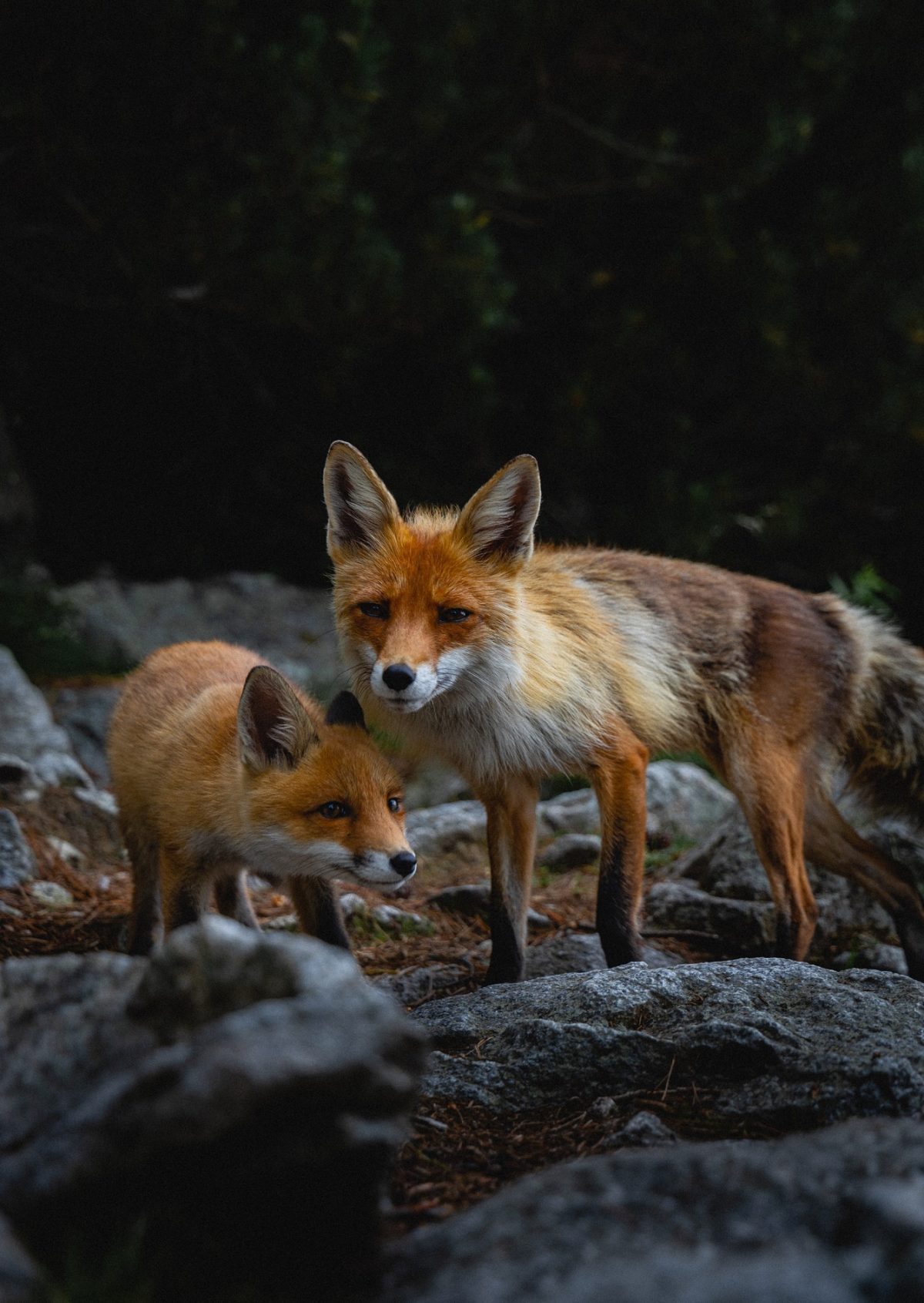10 specii de animale monogame care formează cupluri pe viață