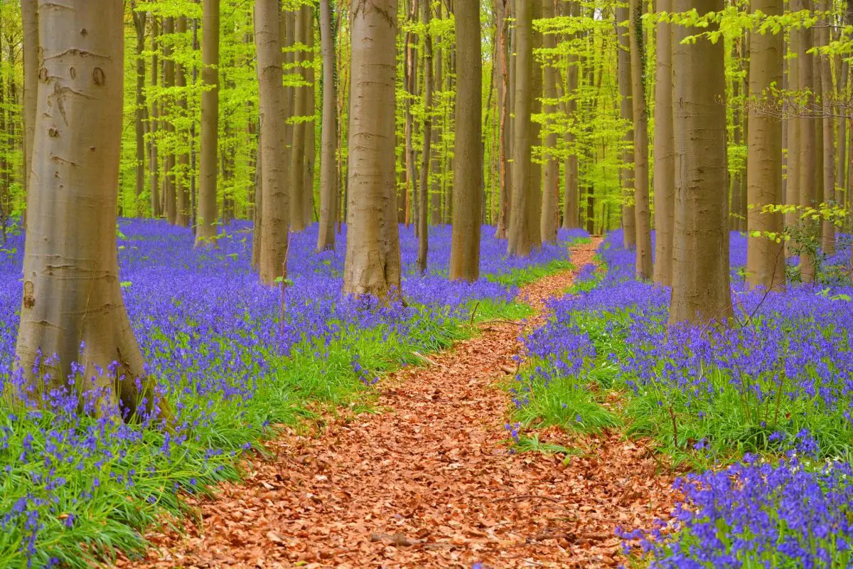 Pădurea care se transformă în fiecare primăvară într-un paradis albastru