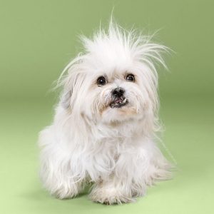 Cum arată cățeii înainte și după ce au fost tunși