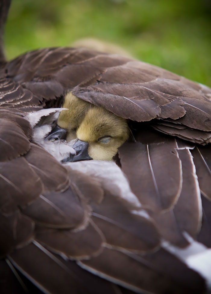 24 de fotografii cu păsări care au grijă de puii lor în orice condiții