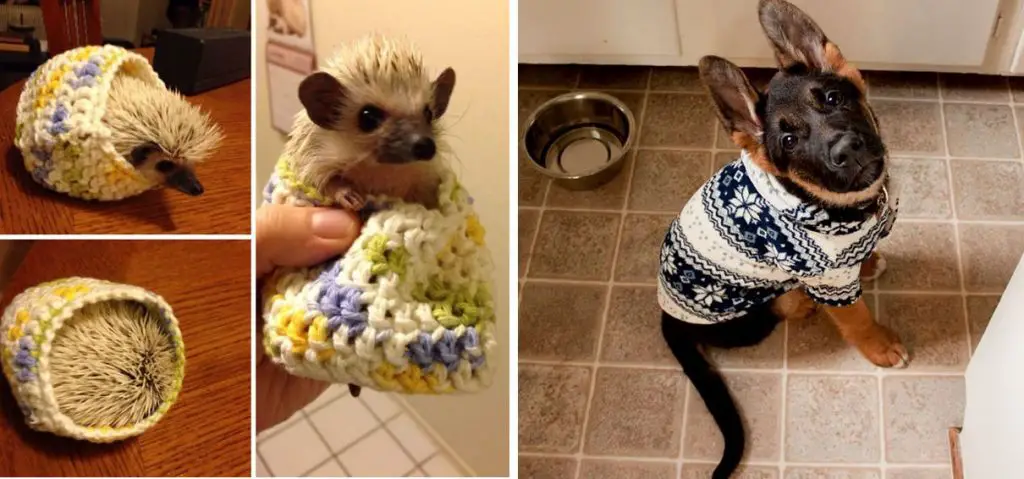 Cele mai simpatice animale îmbrăcate în pulovere pufoase