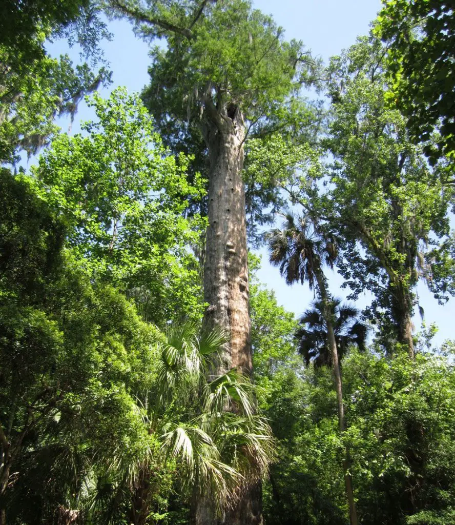 Cum arată 10 dintre cei mai bătrâni copaci din lume