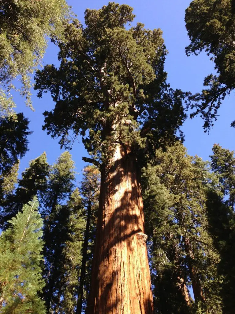 Cum arată 10 dintre cei mai bătrâni copaci din lume