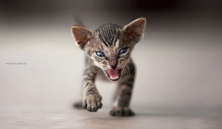 Portrete de animale: Imagini fascinante care te vor impresiona