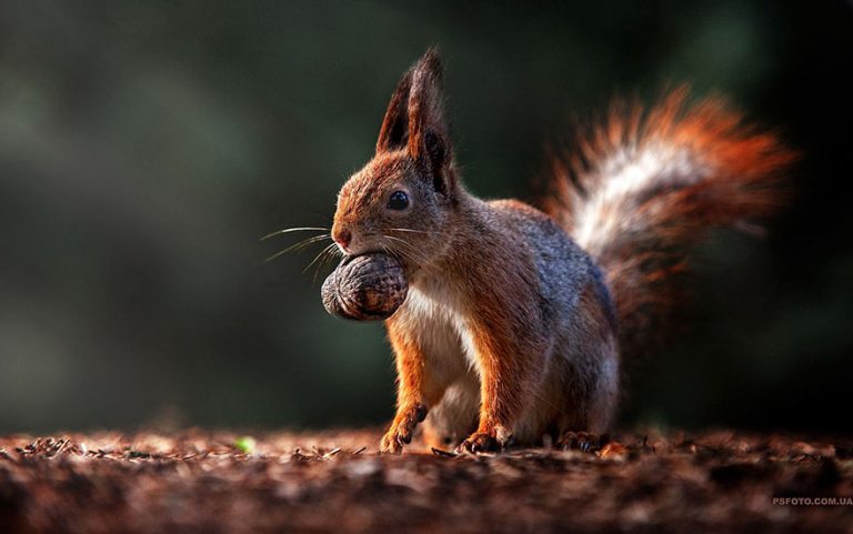 Portrete de animale: Imagini fascinante care te vor impresiona