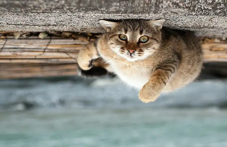 Portrete de animale: Imagini fascinante care te vor impresiona