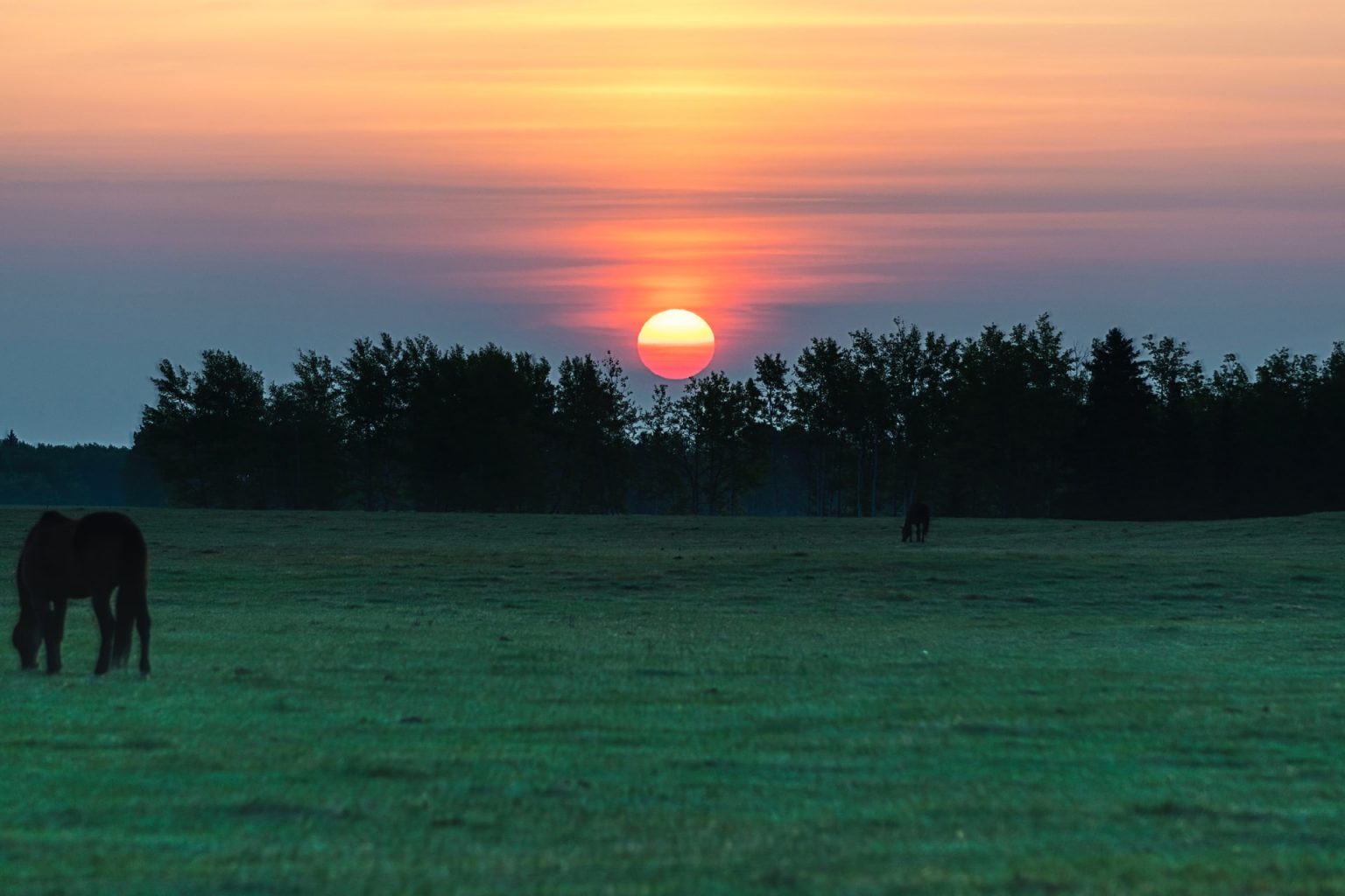 Frumusețea cailor sălbatici în 20 de imagini deosebite