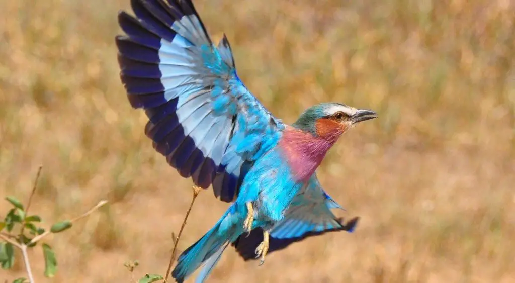 Coracias caudatus, pasărea cu cel mai frumos colorit