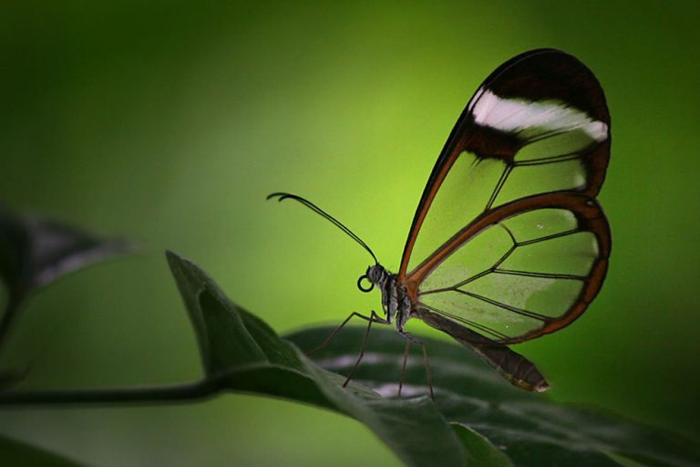 Fantasticul fluture cu aripi de sticlă
