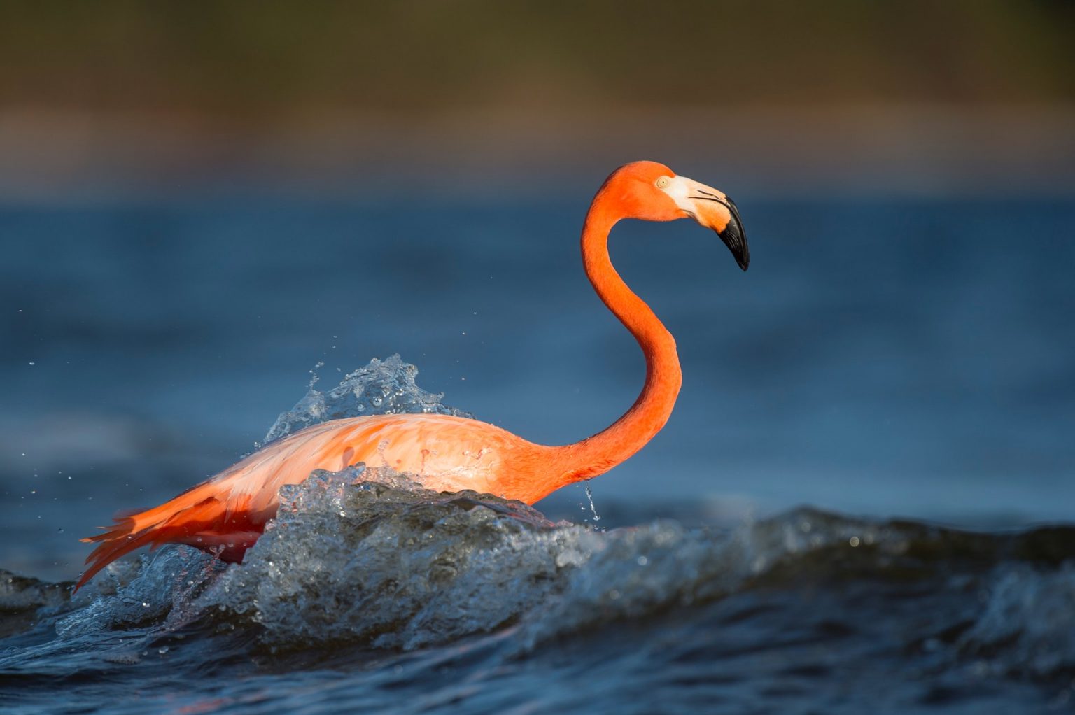Lacul Nakuru, locul cu milioane de păsări flamingo
