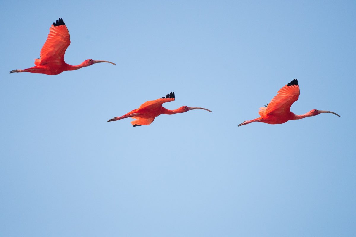 Lacul Nakuru, locul cu milioane de păsări flamingo
