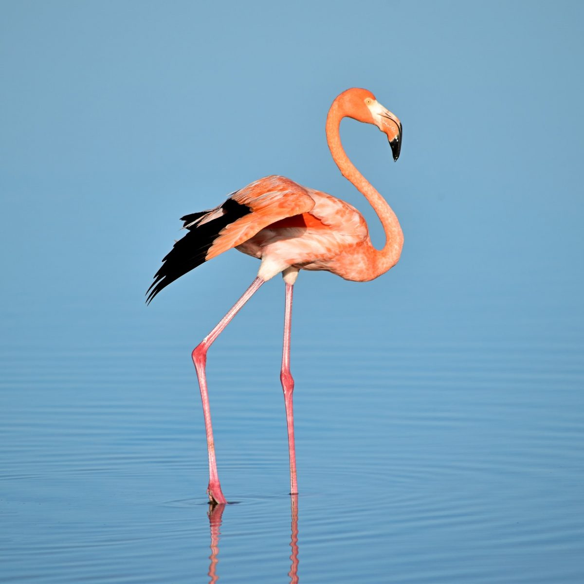 Lacul Nakuru, locul cu milioane de păsări flamingo