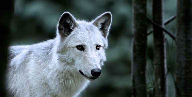 Față în față cu prădătorii: Fotografii excepționale cu animale sălbatice