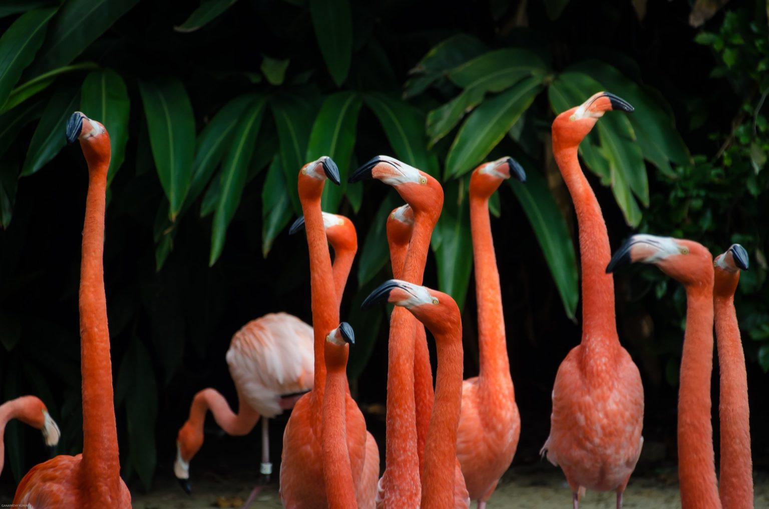 Lacul Nakuru, locul cu milioane de păsări flamingo