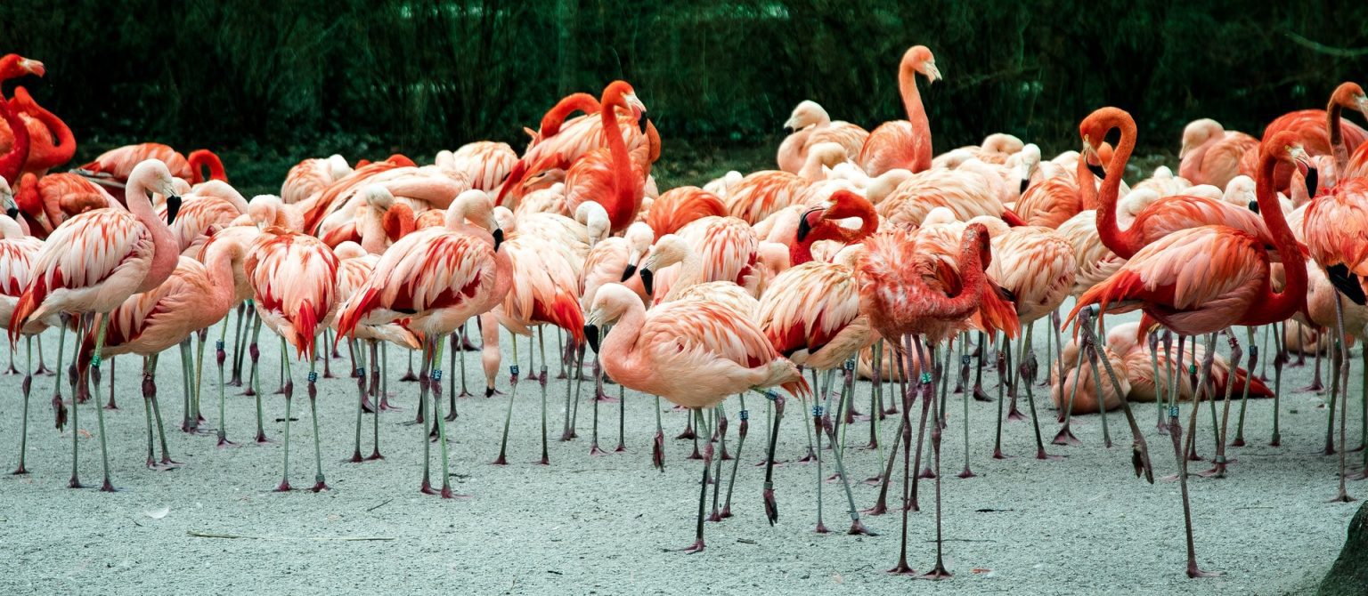 Lacul Nakuru, locul cu milioane de păsări flamingo
