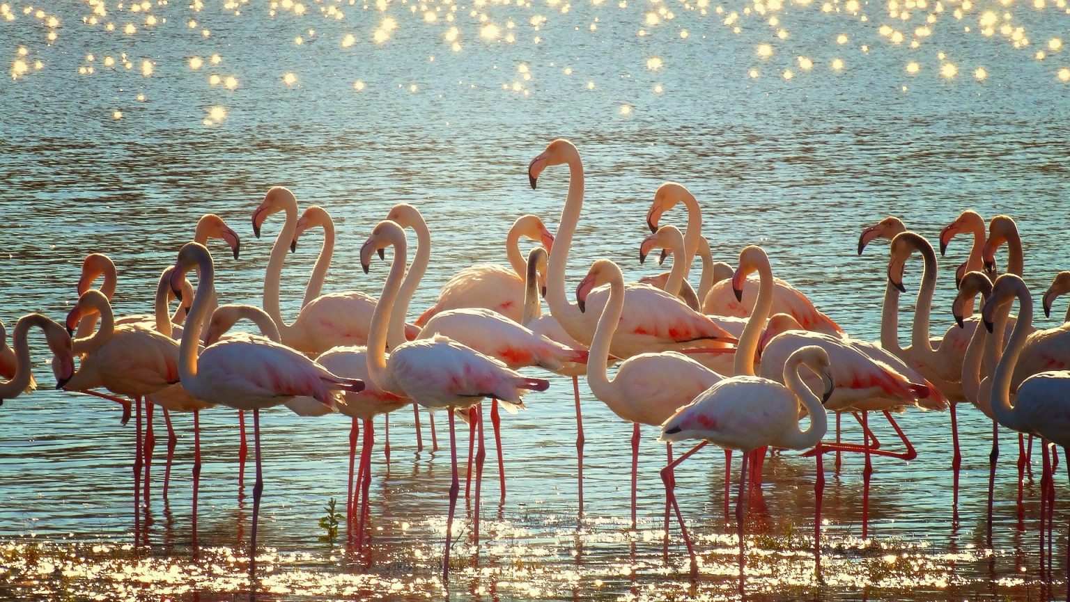 Lacul Nakuru, locul cu milioane de păsări flamingo