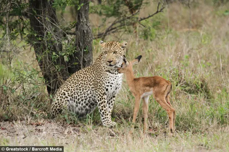 Prietenia neobișnuită dintre un leopard și un pui de antilopă