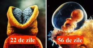 Cum ia naștere un copil: Imagini incredibile cu evoluția fătului