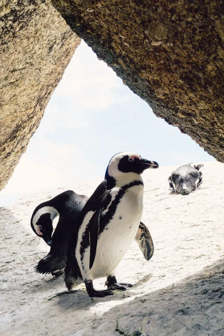 Un loc de poveste: Plaja cu pinguini din Cape Town, Africa de Sud