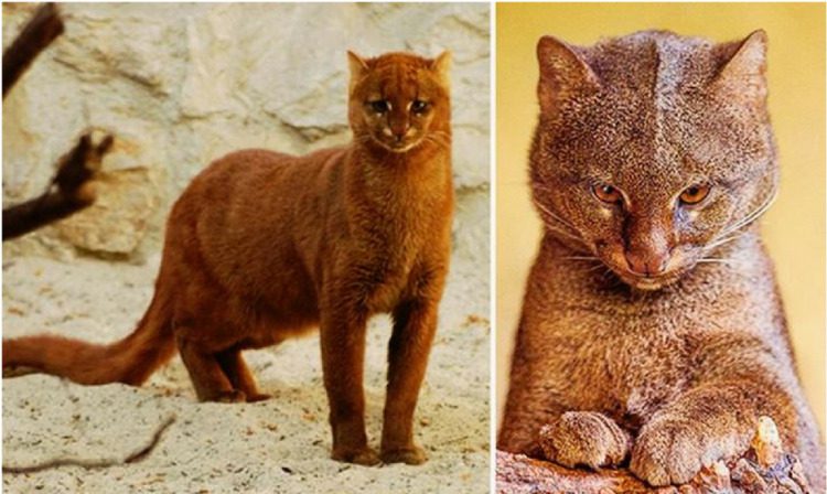 Jaguarundi, pisicuța care mănâncă fructe și este prietenă bună cu maimuțele