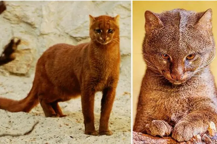 10 moduri prin care pisica își exprimă dragostea față de tine