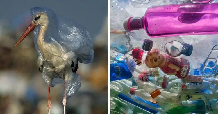 Plasticul a invadat natura: Ce efect dezastruos au gunoaiele pe care le ...