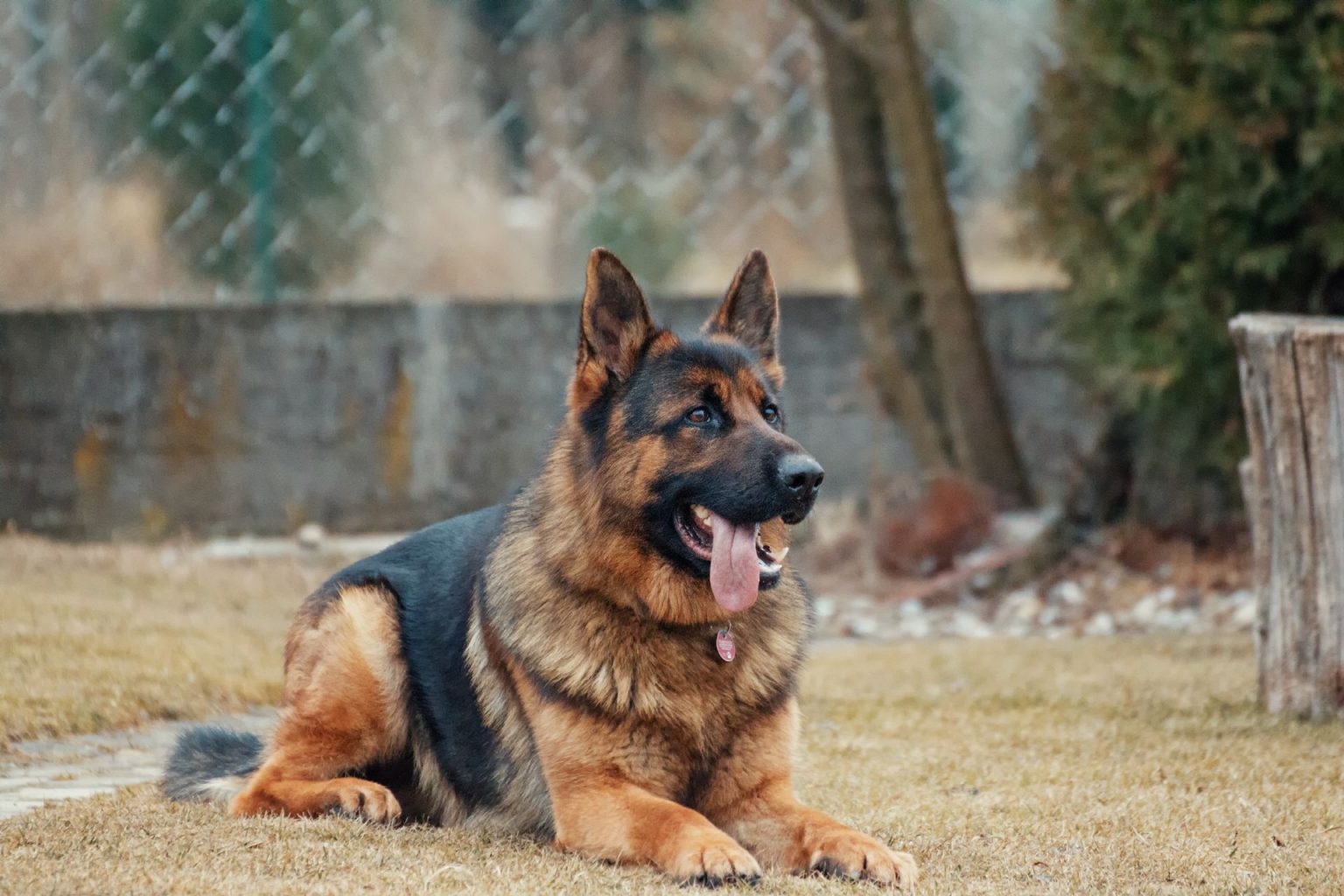 Caracteristici ciobănesc german: Ce să știi despre acest câine