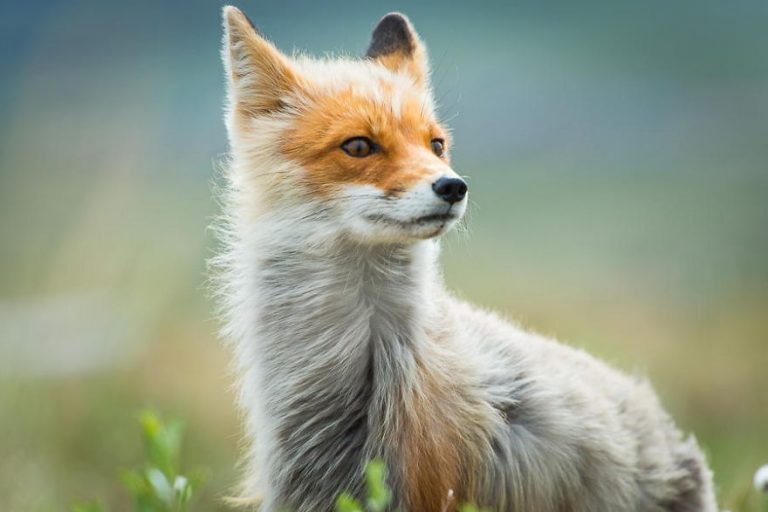 Imagini de colecție: Vulpi, surprinse în ipostaze inedite la Cercul Polar