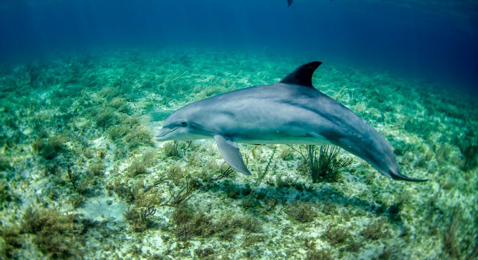 Povestea lui Pelorus Jack, delfinul care a ghidat zeci de nave printr-o ...