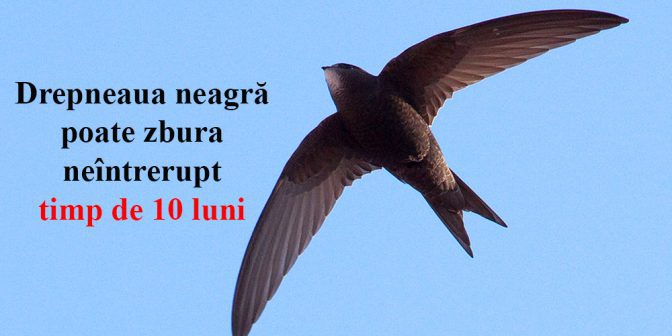 Drepneaua neagră, pasărea care poate zbura chiar și timp de 10 luni ...
