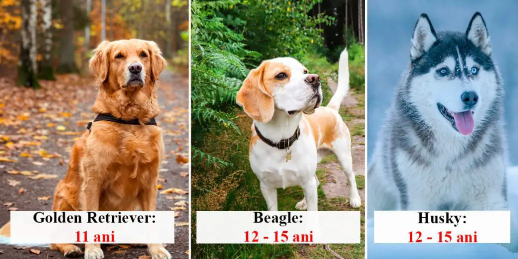 Câți ani trăiesc câinii în funcție de rasă
