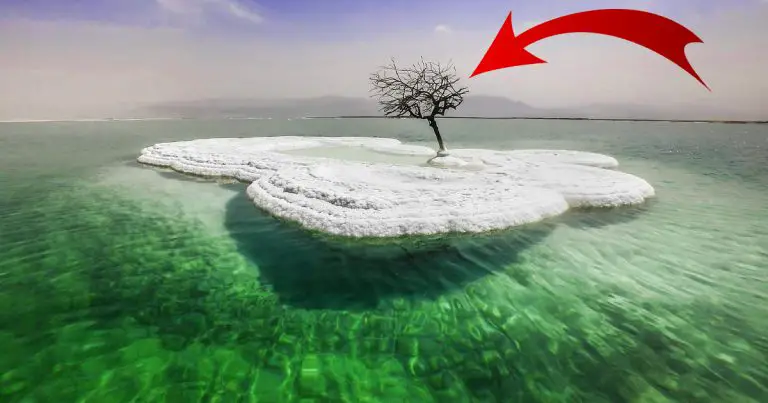 Arborele vieții: Misterul copacului din mijlocul Mării Moarte
