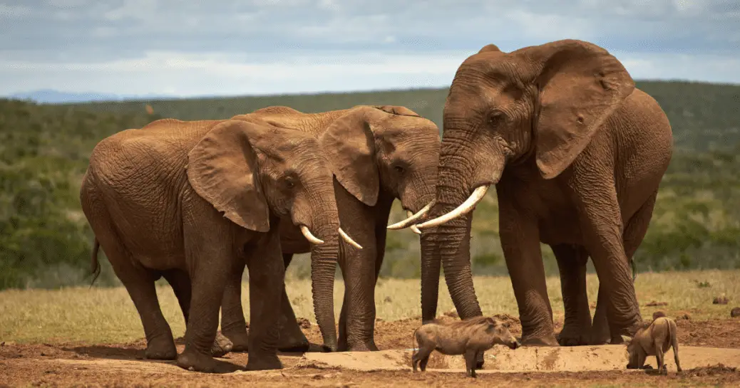 12 curiozități interesante despre elefanți, animalele care nu uită ...