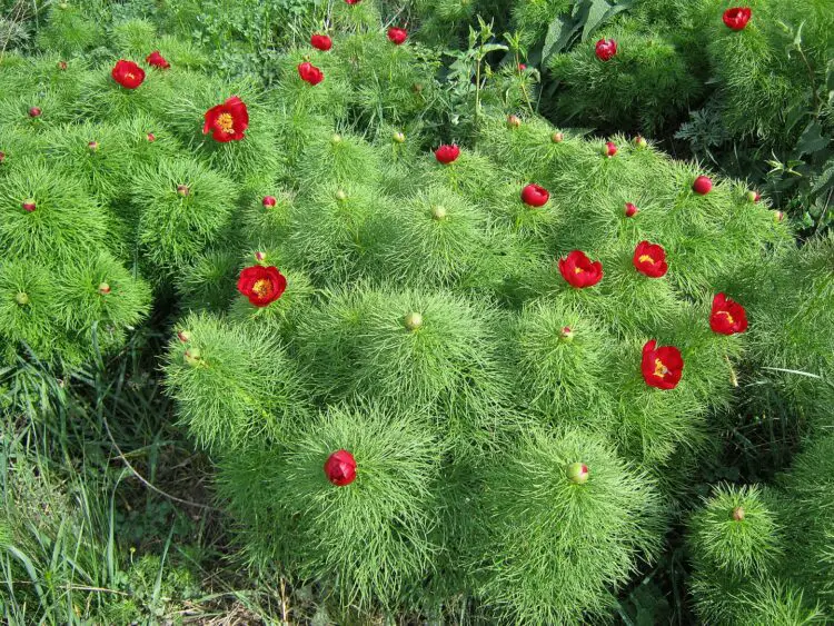 Cum a devenit bujorul floarea națională a României: Curiozități despre ...